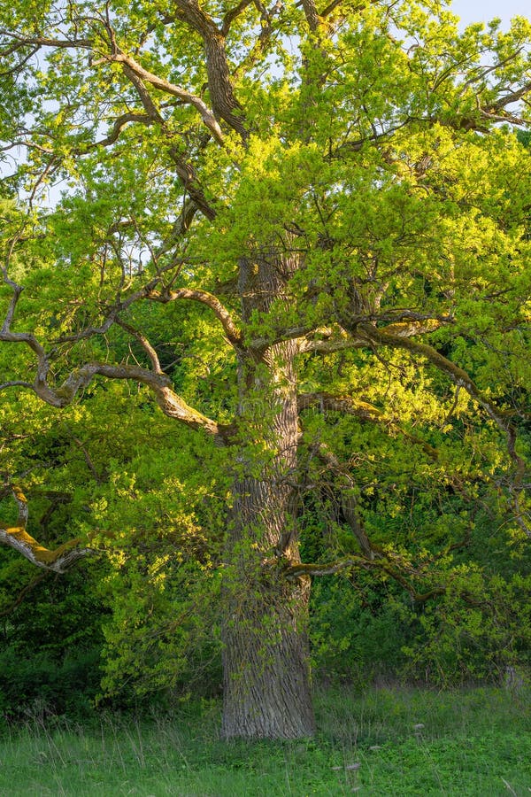 Nature Shot of Lush Green Branches of Huge Old Oak Tree in Spring Stock ...