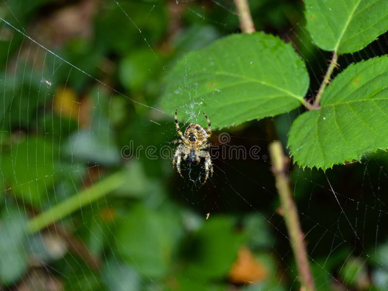 Spider in nature stock image. Image of spider, somerset - 159537649