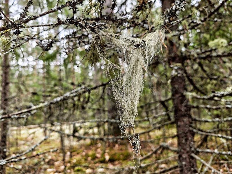Nature Showcases Intricate Moss Strands Hanging from Tree Branches in ...