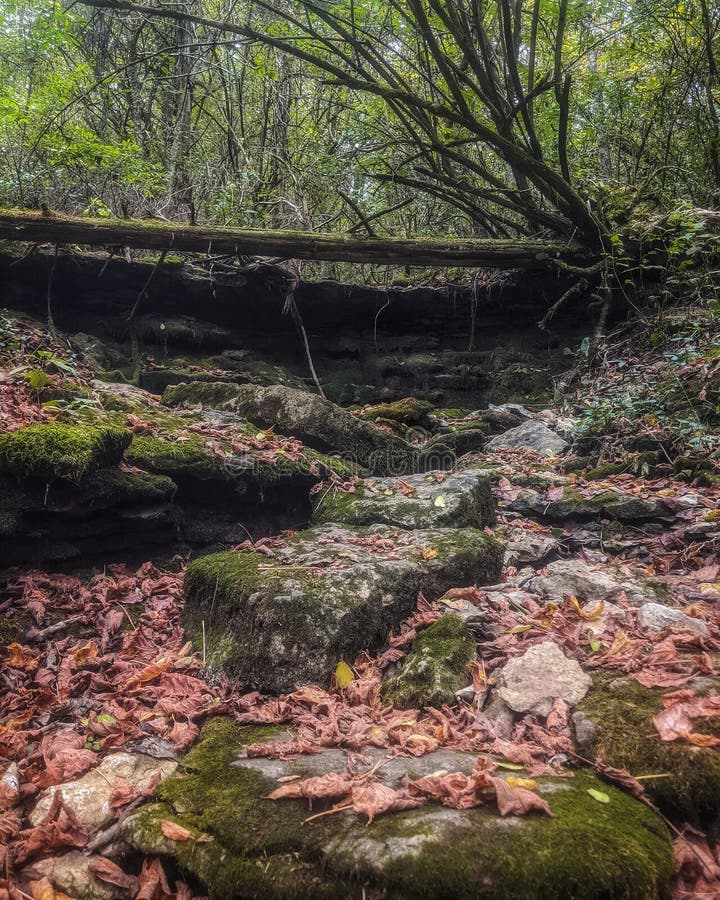 Nature Side stock image. Image of autumn, moss, tree - 164824269