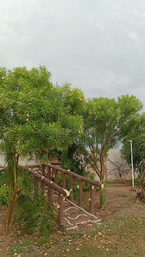 Nature Side after a Rainy Day Stock Image - Image of food, nature ...