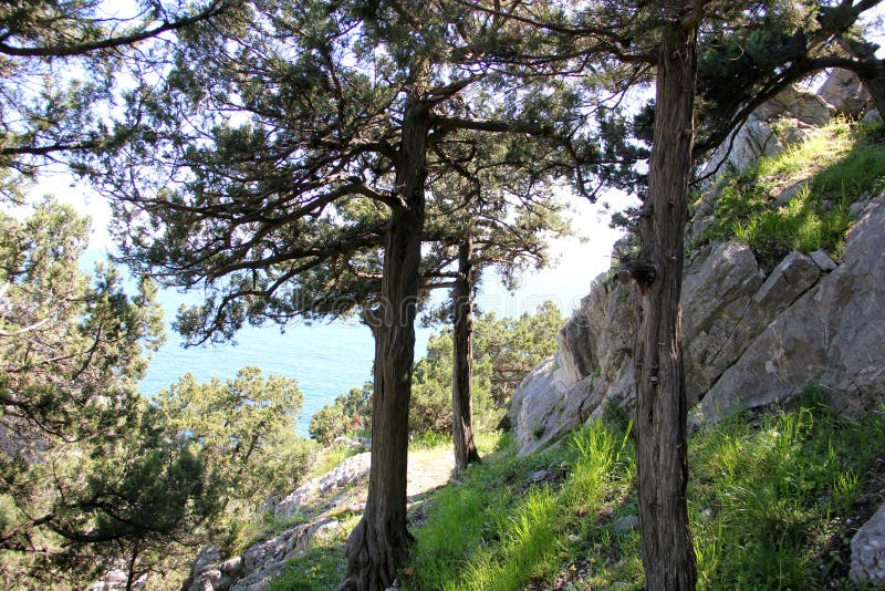 The Nature of Simeiz.Crimea Stock Photo - Image of cliffs, tourism ...