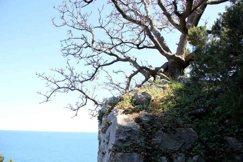 The Nature of Simeiz.Crimea Stock Photo - Image of hill, outdoor: 92187380