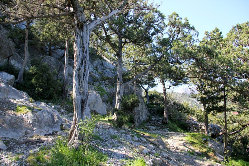 The Nature of Simeiz.Crimea Stock Photo - Image of coast, picturesque ...