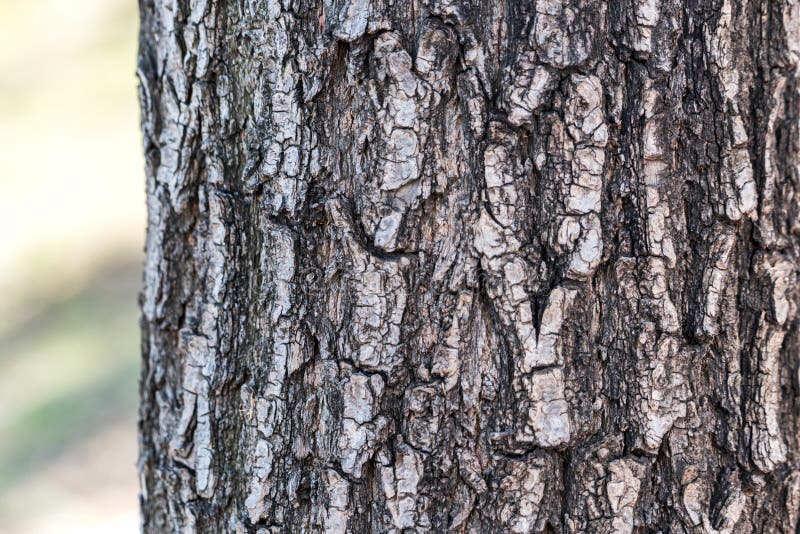 Nature skin of tree stock photo. Image of textured, tree - 246637478