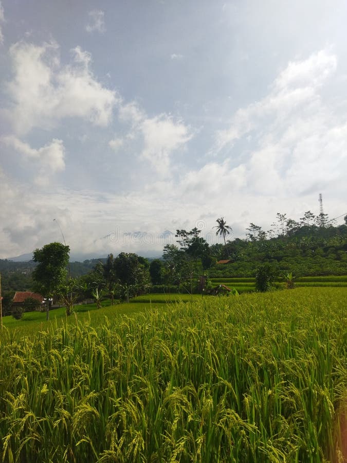 Nature sky high rice stock photo. Image of rice, high - 215187106