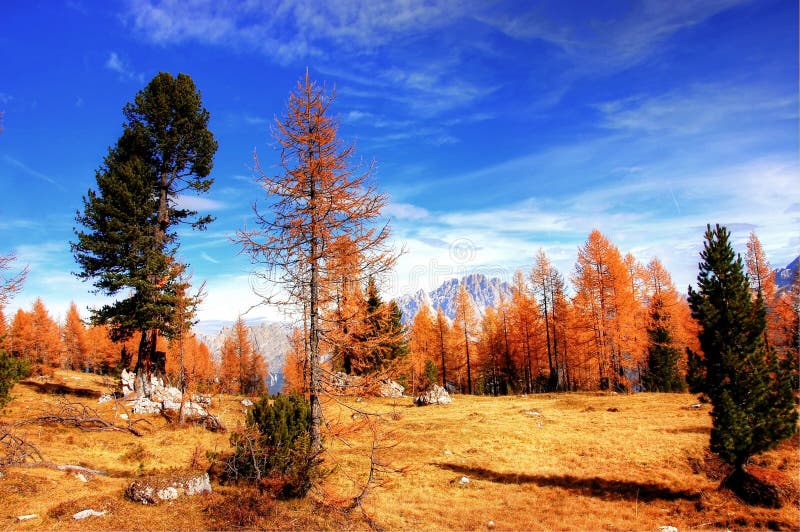 Nature, Sky, Tree, Wilderness Stock Photo - Image of nature, biome ...