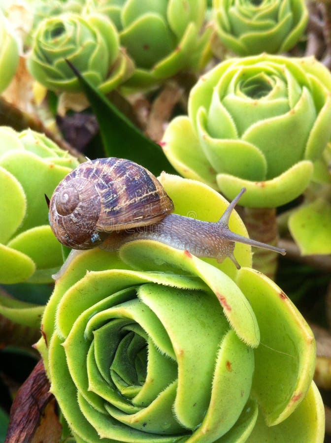 Nature stock image. Image of plant, nature, slug, insects - 50276855