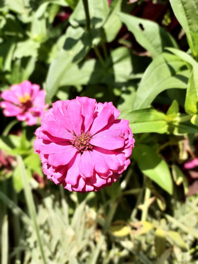 Nature in Small Garden with Beautiful Flowers Stock Photo - Image of ...
