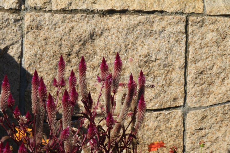 462 Rockwall Nature Stock Photos - Free & Royalty-Free Stock Photos ...