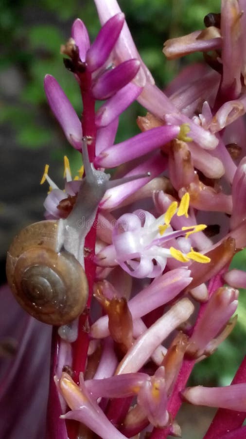 Beautiful snail life stock photo. Image of nature, garden - 44091772