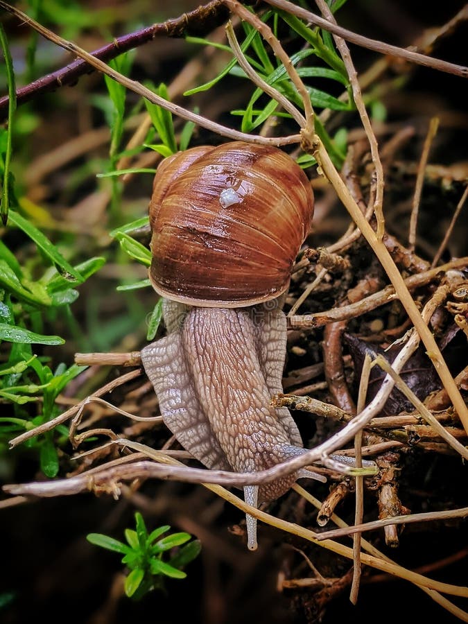 Snail on the tree stock image. Image of grass, mollusk - 322734339