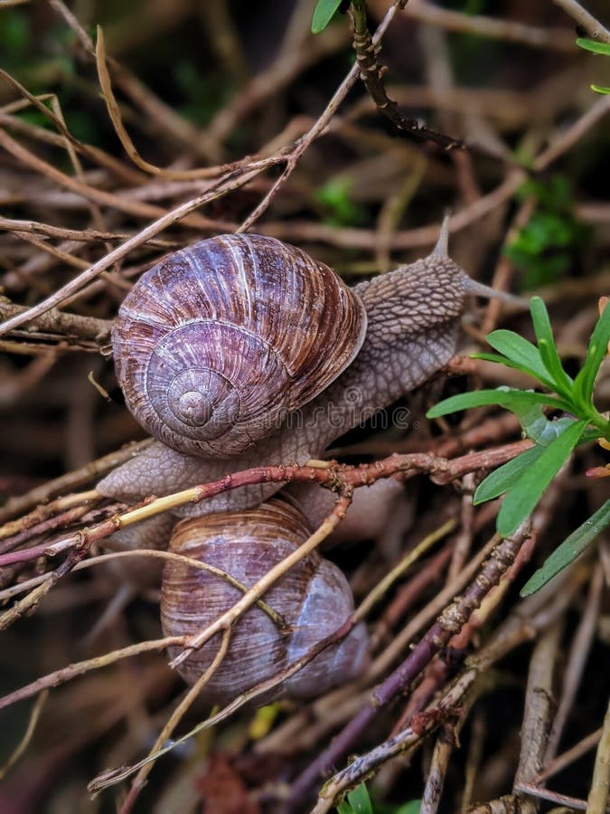 Snail on the tree stock photo. Image of branch, nature - 322734386