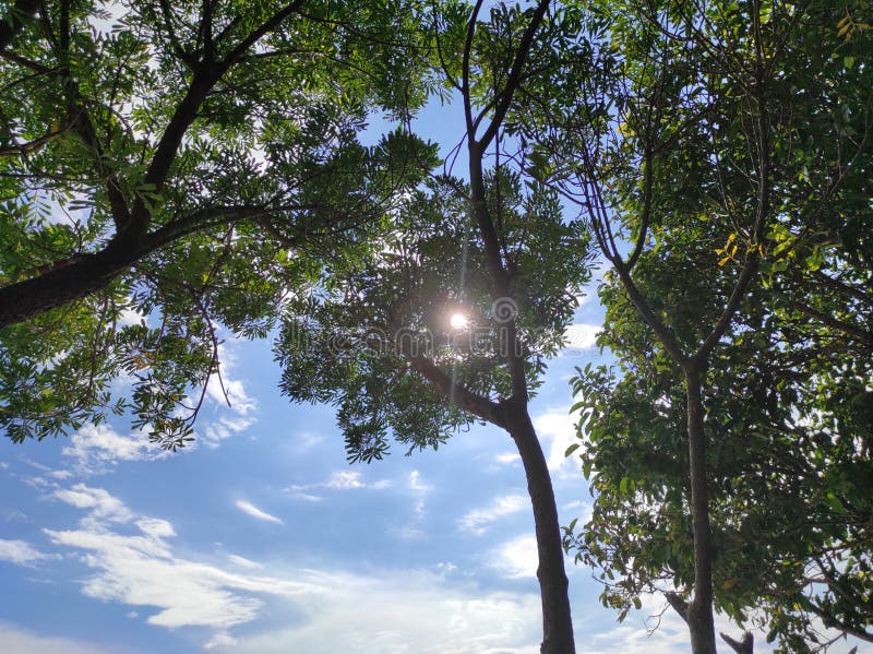 Nature snap stock photo. Image of cloud, tree, autumn - 236337390
