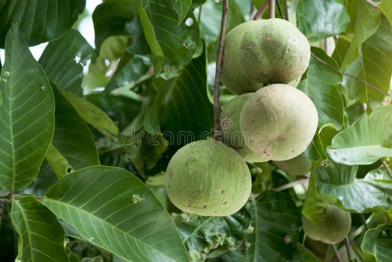 257 Santol Tree Leaf Stock Photos - Free & Royalty-Free Stock Photos ...