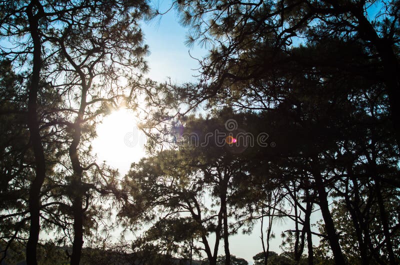 Trees are Sometimes, a Rare Thing Stock Image - Image of depends ...