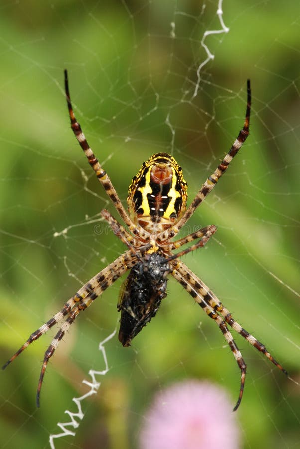 Nature Spider Picture. Image: 2096010