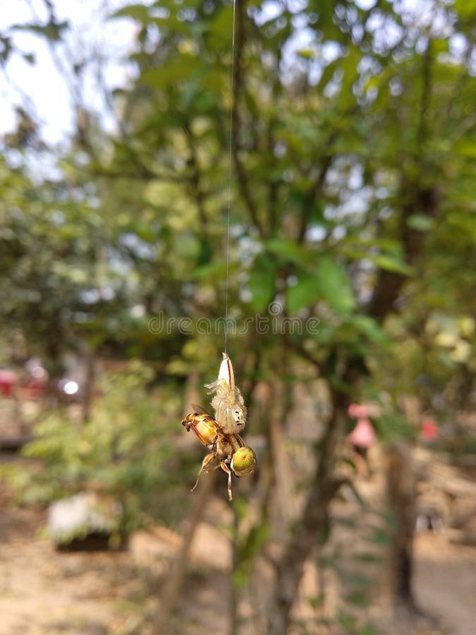 Nature stock photo. Image of mode, spider, nature, hunting - 163812352