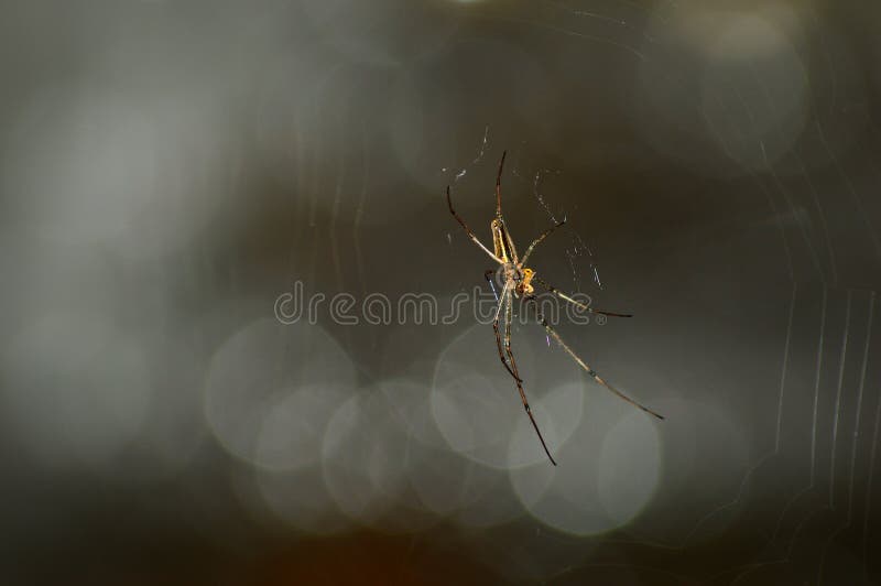 Nature stock image. Image of nature, winter, park, macro - 44748571