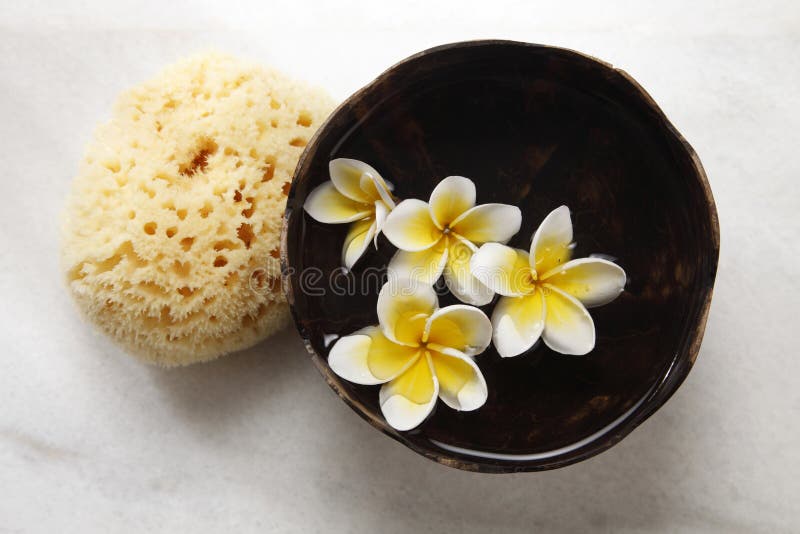 Nature sponge stock photo. Image of plant, healthy, marine - 53809264