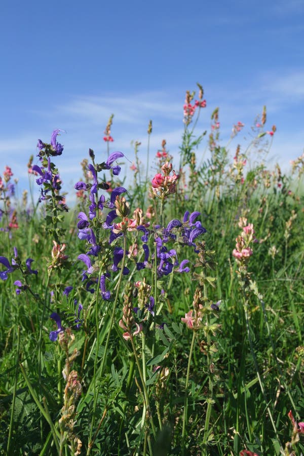 Spring stock image. Image of colours, outdoor, nature - 60585473