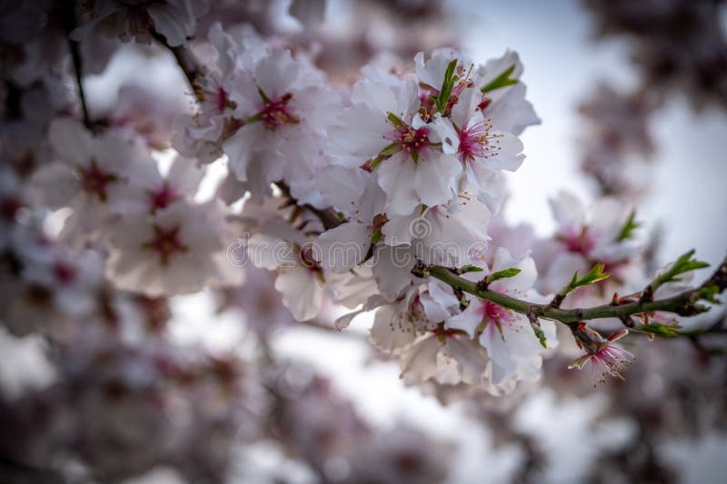 Nature in Spring with the Awakening of Plants Stock Photo - Image of ...