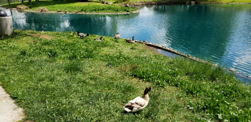 Nature of Spring stock photo. Image of spring, nature - 154884688