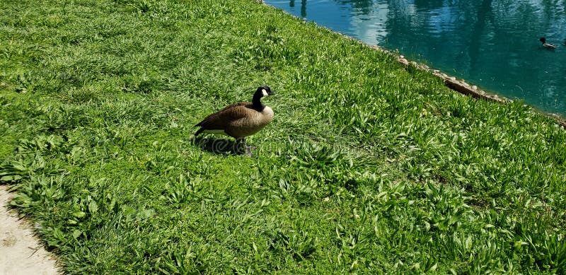 Nature of spring stock photo. Image of goose, water - 154885264