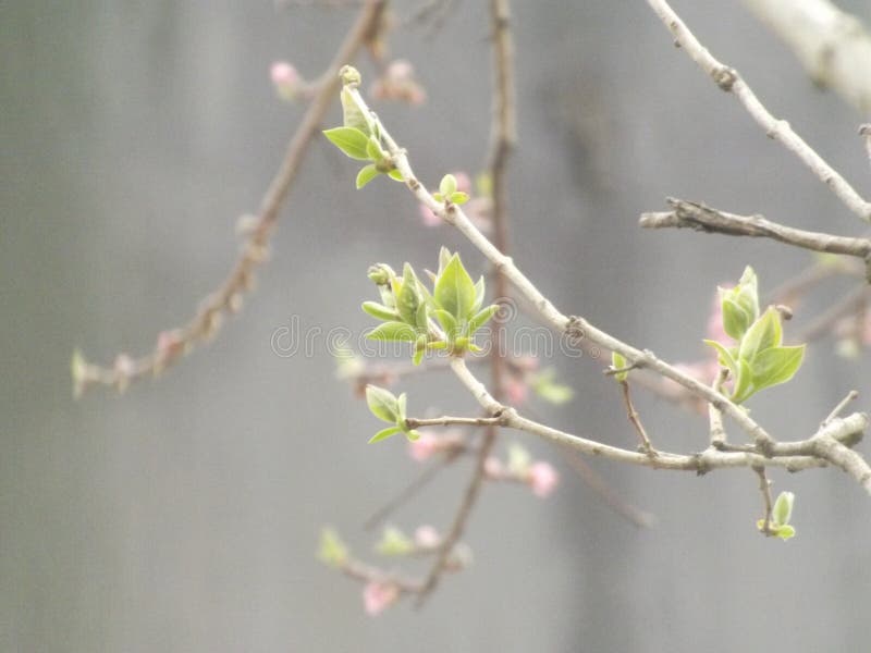 Nature Spring Plant Outdoor Tree Stock Photo - Image of spring, outdoor ...