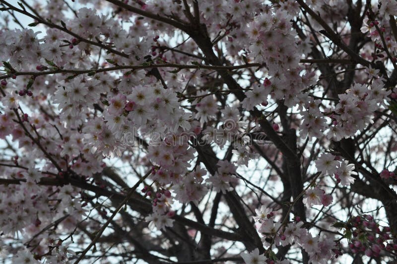 Welcome Spring - Blooming Cherry Tree - Close Up Photo Stock Image ...