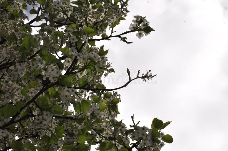 Welcome april stock image. Image of shrub, green, blossom - 346483031