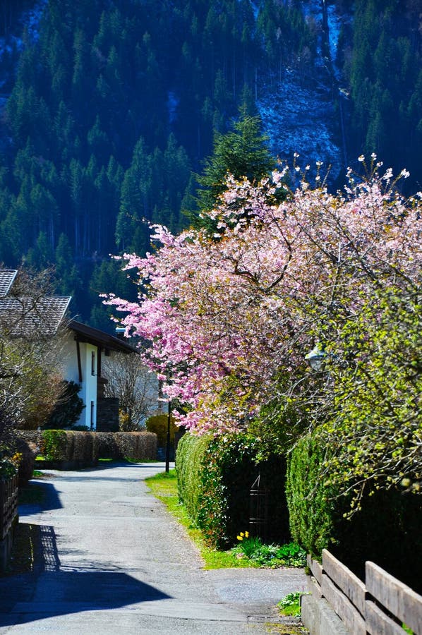 148 Hello March April Blooming Cherry Tree Stock Photos - Free ...