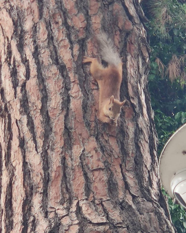 Nature squirrel forest stock photo. Image of geology - 190855762