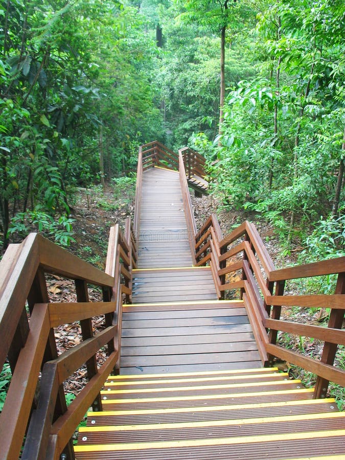 Nature Stairs stock photo. Image of sports, trees, trail - 89614