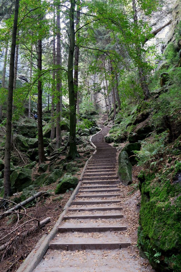 Nature stairs stock image. Image of hike, trees, stairs - 64678651