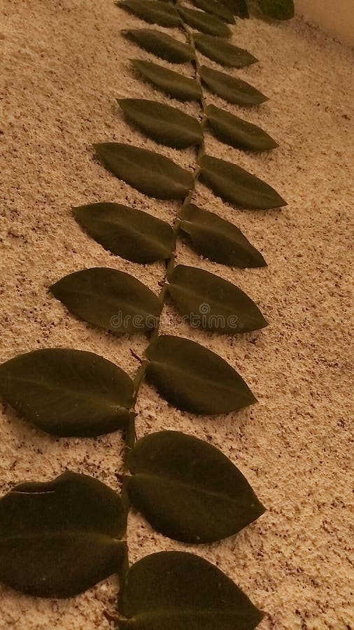 Nature Step Green Plant Leaf Stock Photo - Image of tree, soil: 261935894
