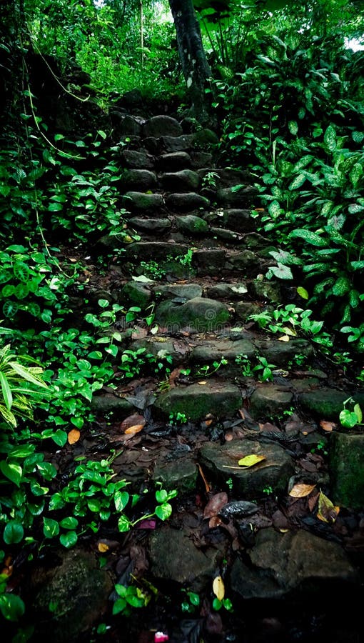 Nature, Steps Leading To Mangrove Birdwatching Hide Stock Photo - Image ...