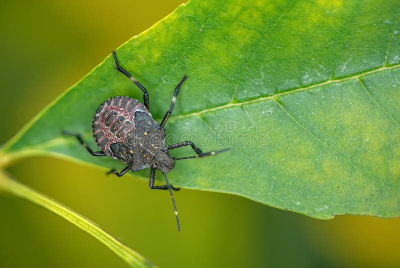 Stinkybug stock photo. Image of detail, leaf, control - 261823050
