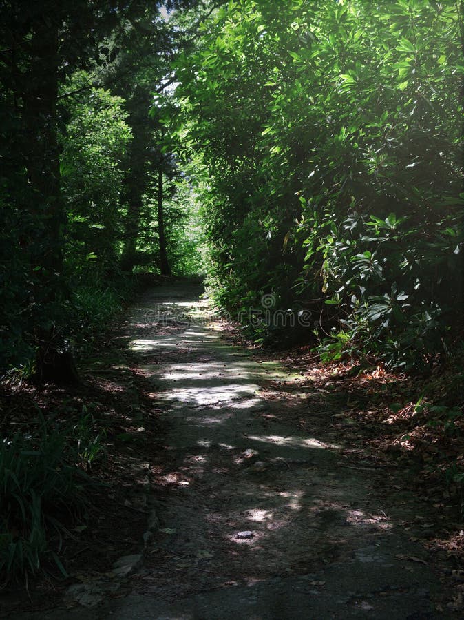 Nature Stone Path with Sun Spots Stock Image - Image of background ...