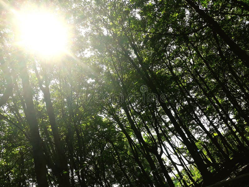 Nature story stock image. Image of green, shine, story - 123290153