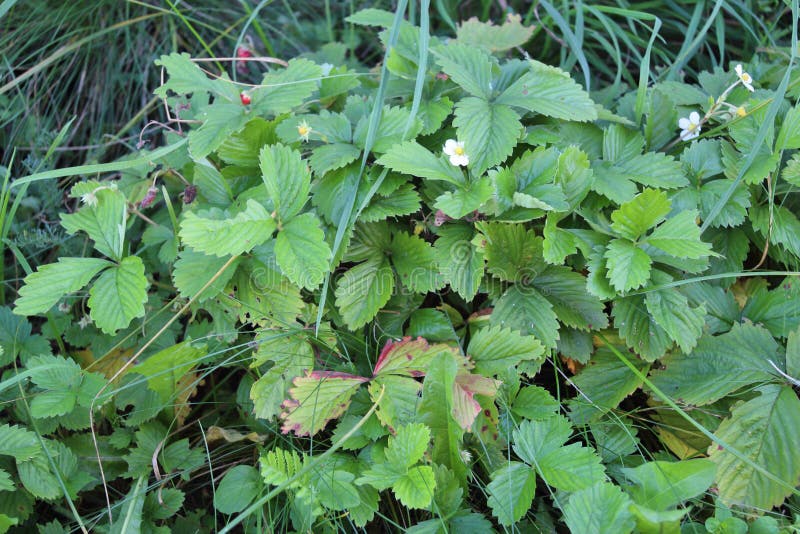 Nature strawberry stock photo. Image of green, organic - 76553402
