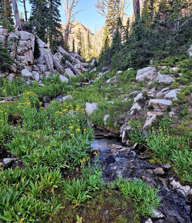 Nature Stream flowers stock photo. Image of stream, nature - 287535032