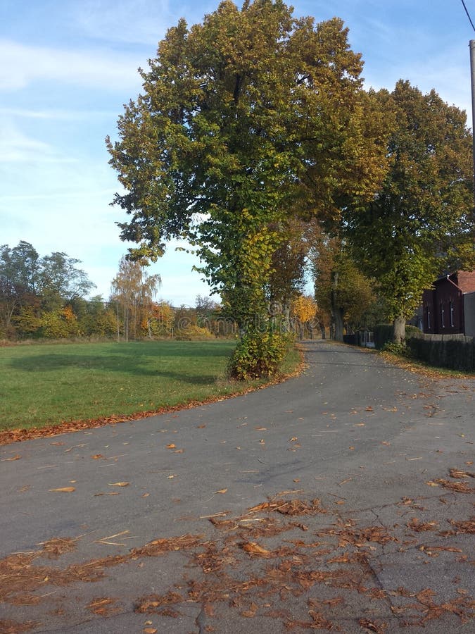 Nature stock photo. Image of street, trees, landscape - 80102306