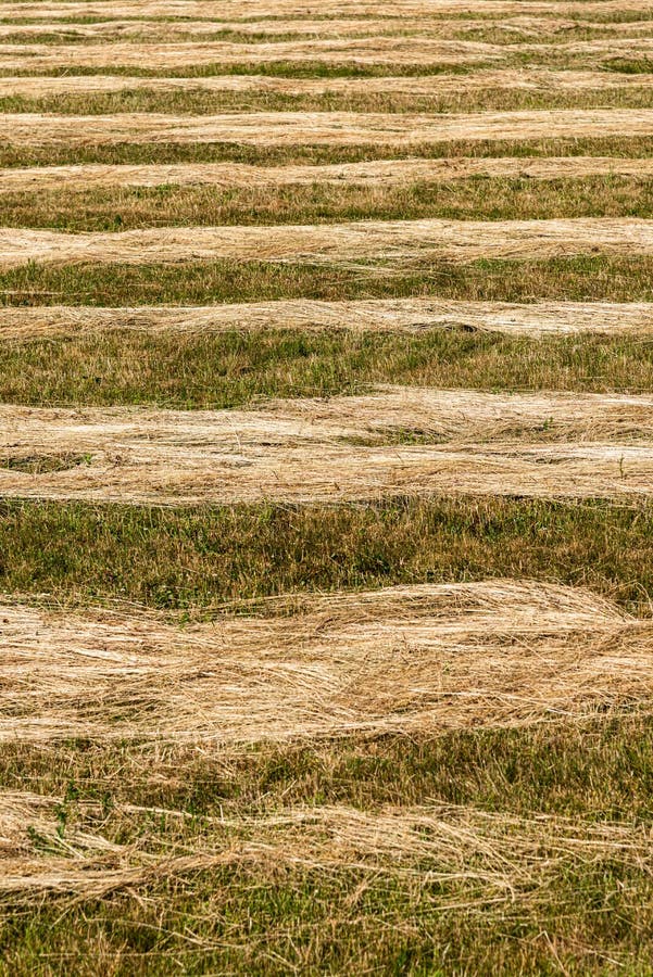 Nature Stripes Texture Background of Furrows in a Wheat Field after ...