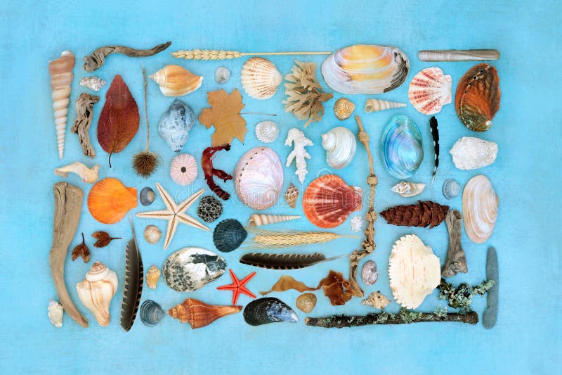 Nature Study Composition of Natural Objects Stock Photo - Image of card ...