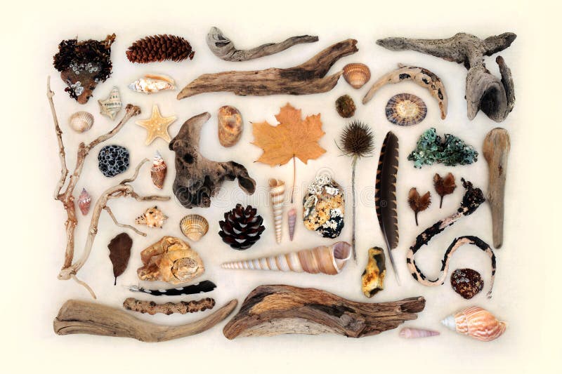 Nature Study of Natural Objects Stock Photo - Image of lichen, collage ...