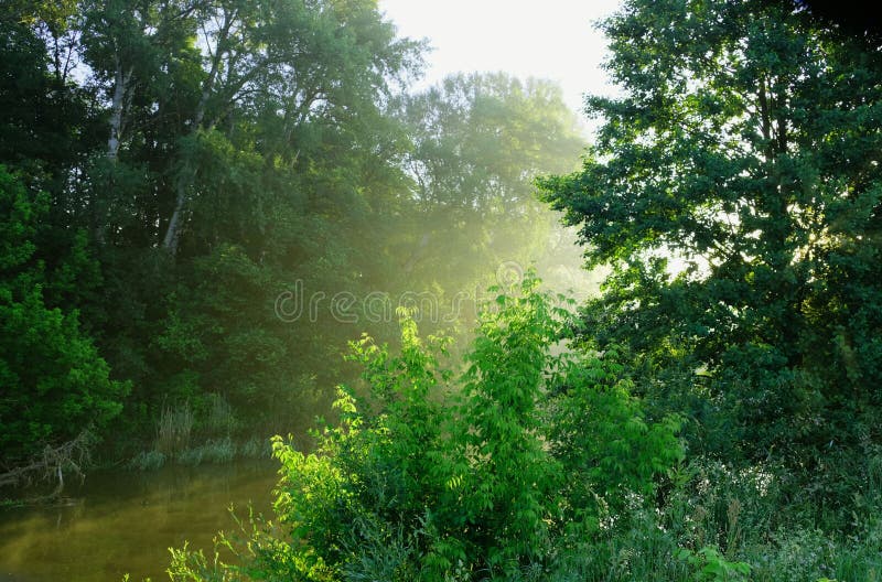 Nature in the Summer Outside the City. Forest, Lake, Fields Stock Image ...