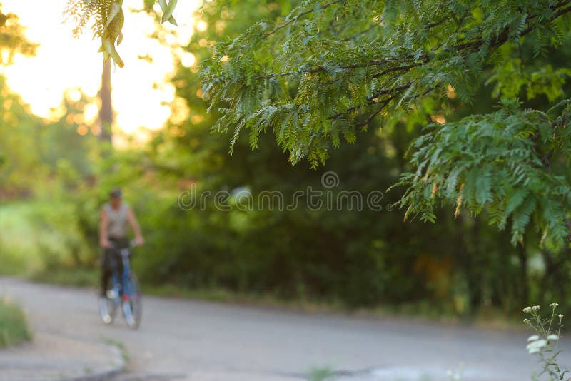 Nature in the Summer when the Soft Light. Green Forest and Setting Sun ...