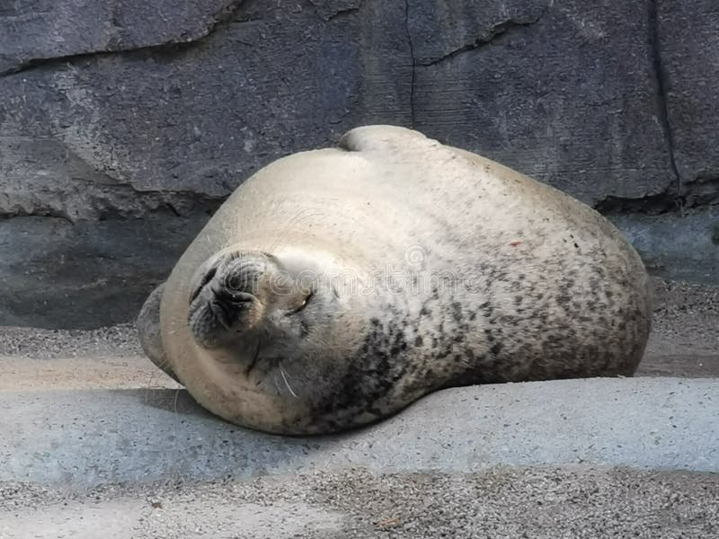 Nature Summer Sun Holiday Zoo Animal Stock Image - Image of reptile ...