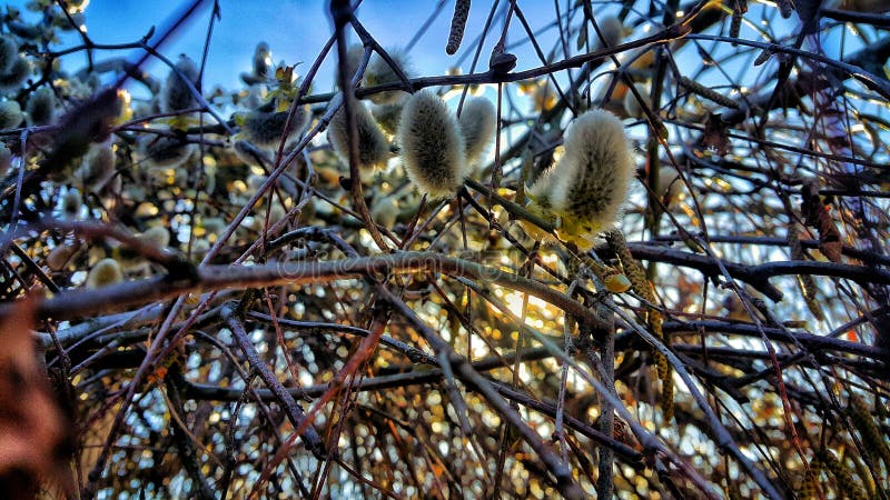 Nature sun three makro stock photo. Image of makro, nature - 89402000